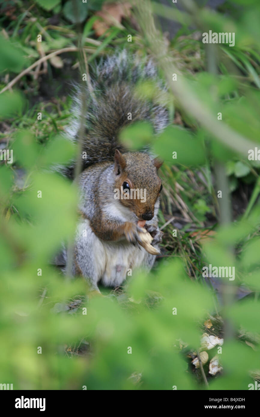 hungry squirrel eating nuts on forest floor, wales Stock Photo - Alamy