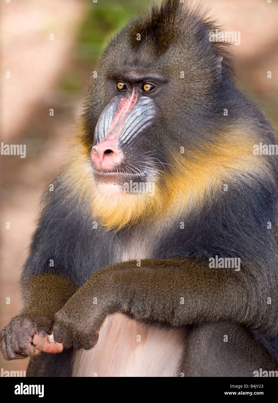 Mandrill monkey primate hi-res stock photography and images - Alamy