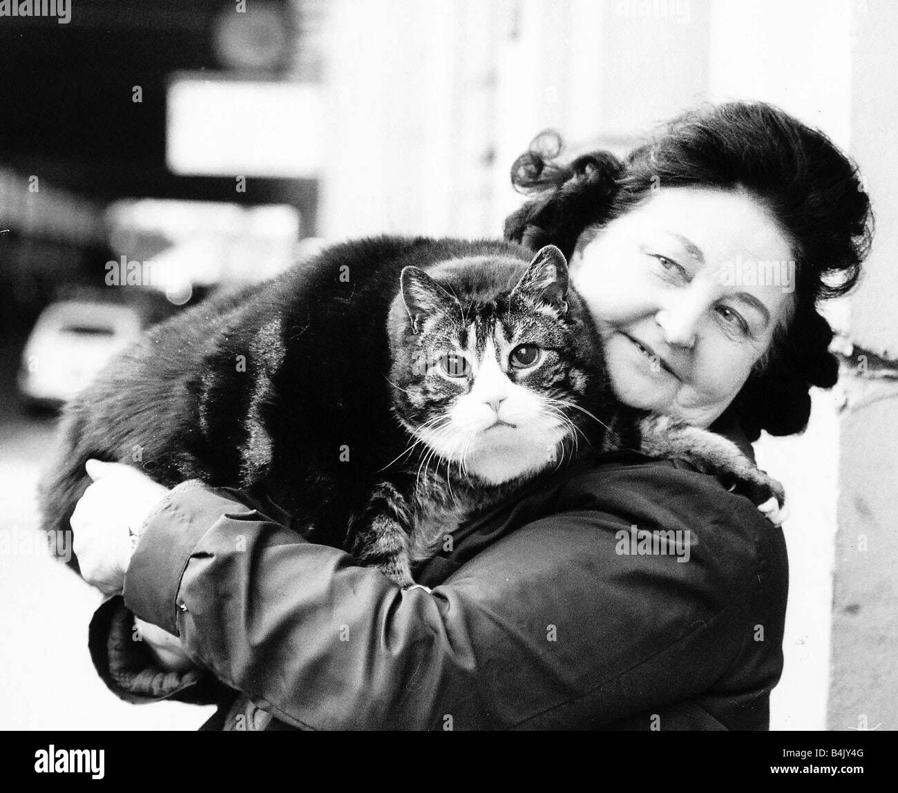 Tiddles the cat wins award for being london s fattest cat Stock Photo ...