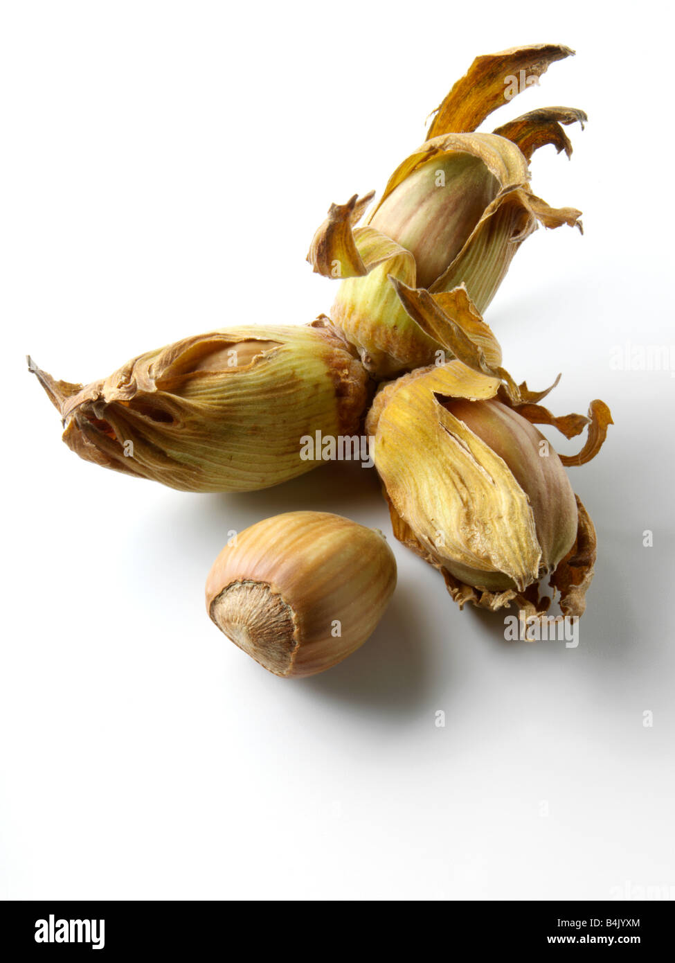 Cobnuts hazelnuts ingredients editorial food Stock Photo - Alamy