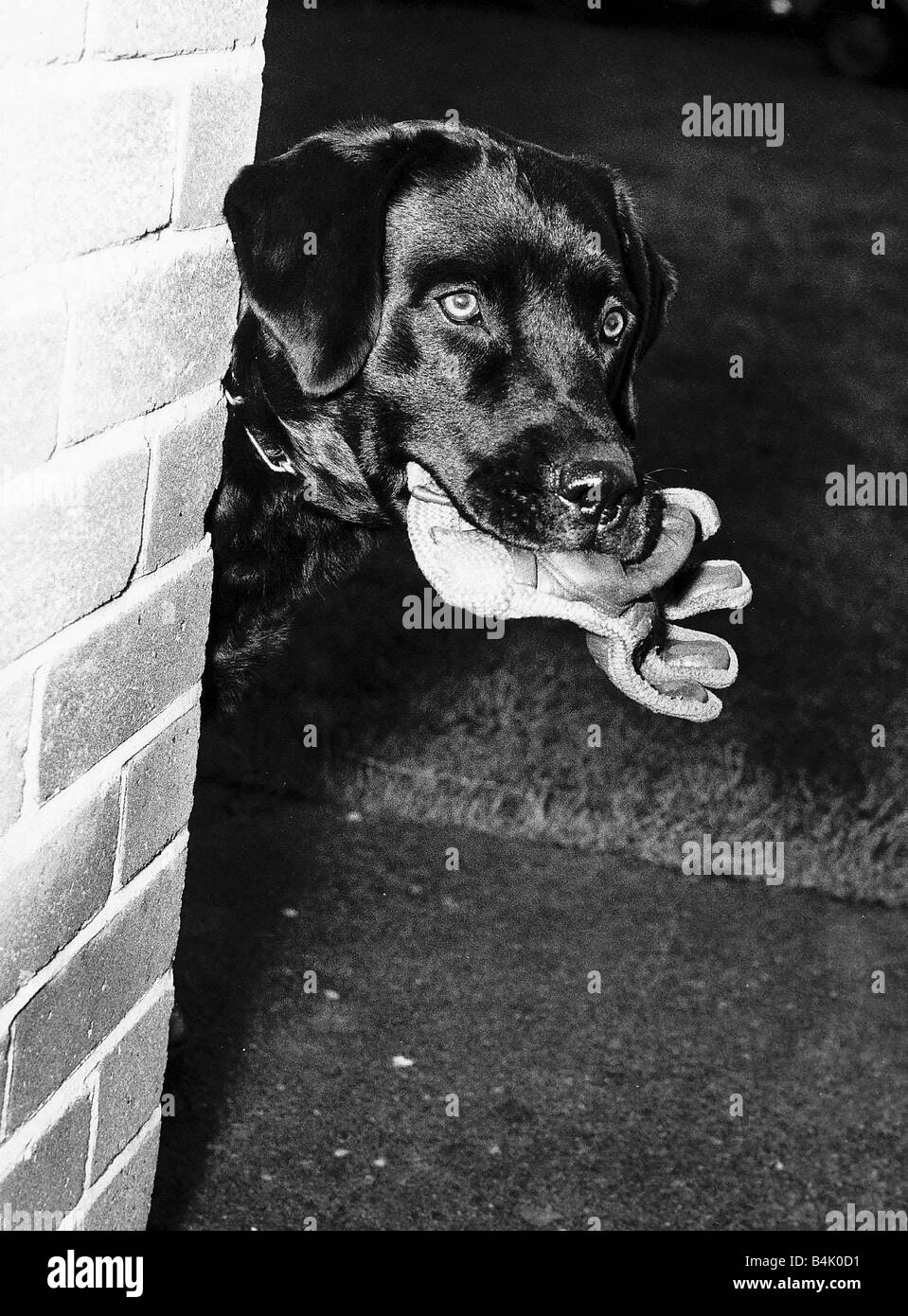 Trained to hunt Black and White Stock Photos & Images - Alamy