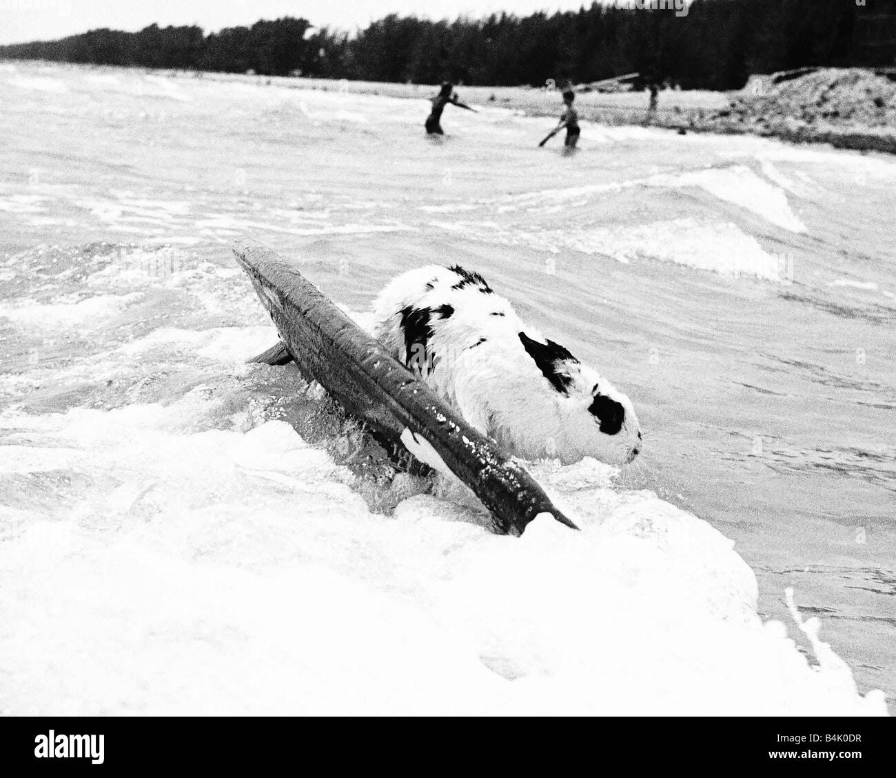 Hazel the Swimming And Surfing Rabbit She has just caught a wave Stock ...