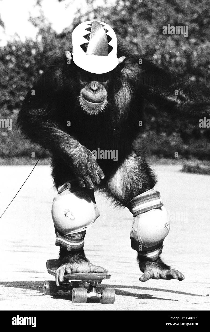 Skateboards Noddy the Chimpanzee tries to skateboard Stock Photo - Alamy