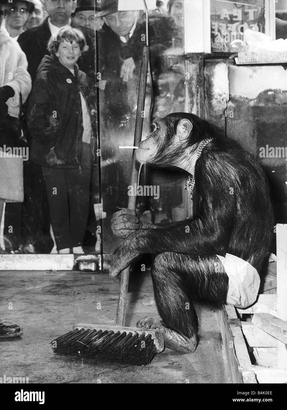 Animals Monkeys Chimpanzees Linda the chimp sits inside a shop holding ...