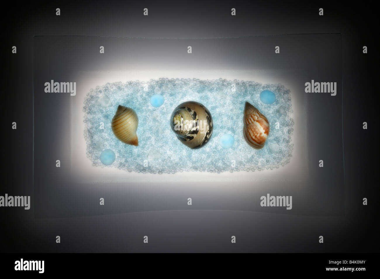 Dish of shells hi-res stock photography and images - Alamy