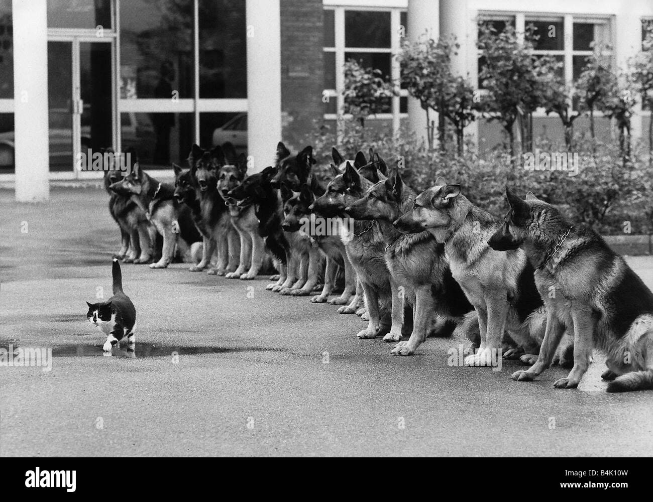 Minstrel the cat who lives at the Metropolitan Police Dog training ...