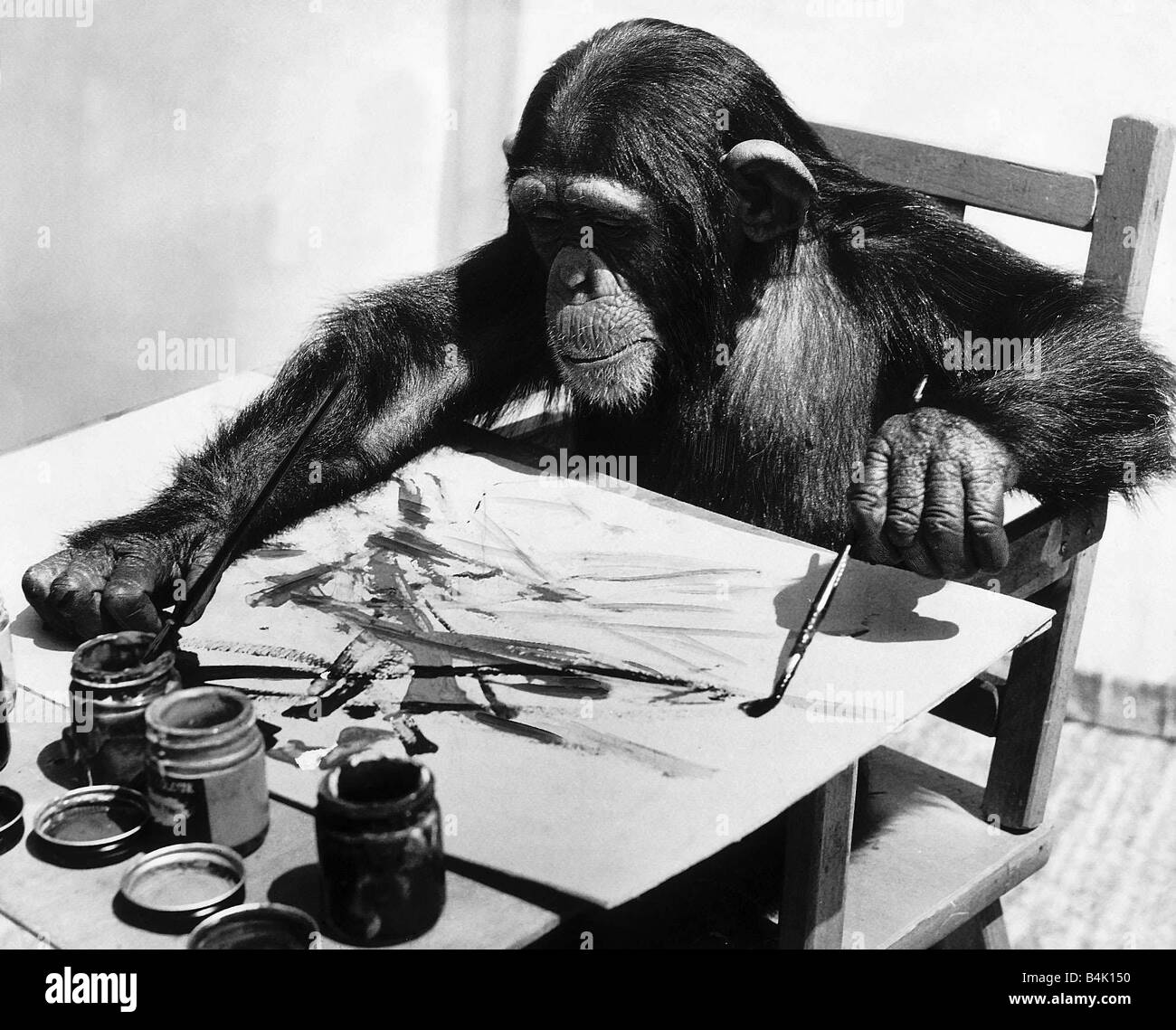 Chimpanzee tv High Resolution Stock Photography and Images - Alamy