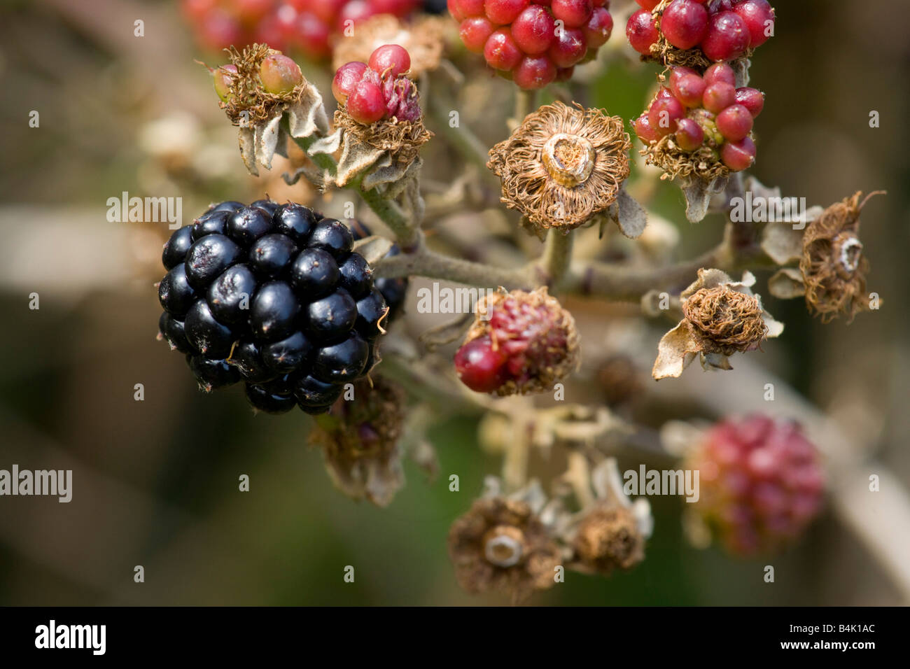Rubus fruticosus fruticosus High Resolution Stock Photography and ...
