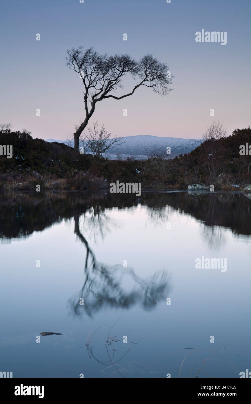 Lone tree at Lochan na h'Achlaise Stock Photo - Alamy