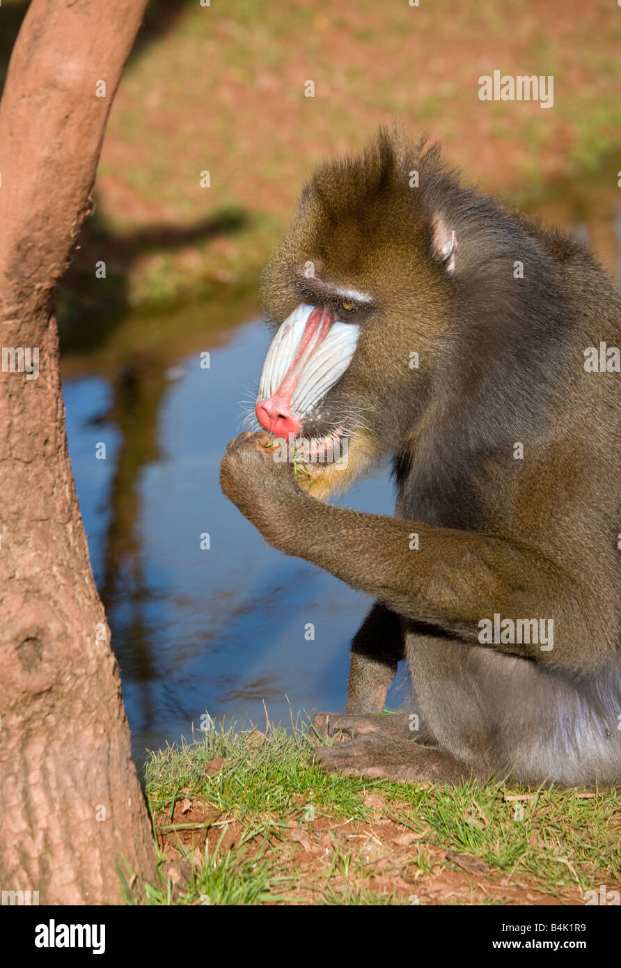 Mandrillus sphinx eat hi-res stock photography and images - Alamy