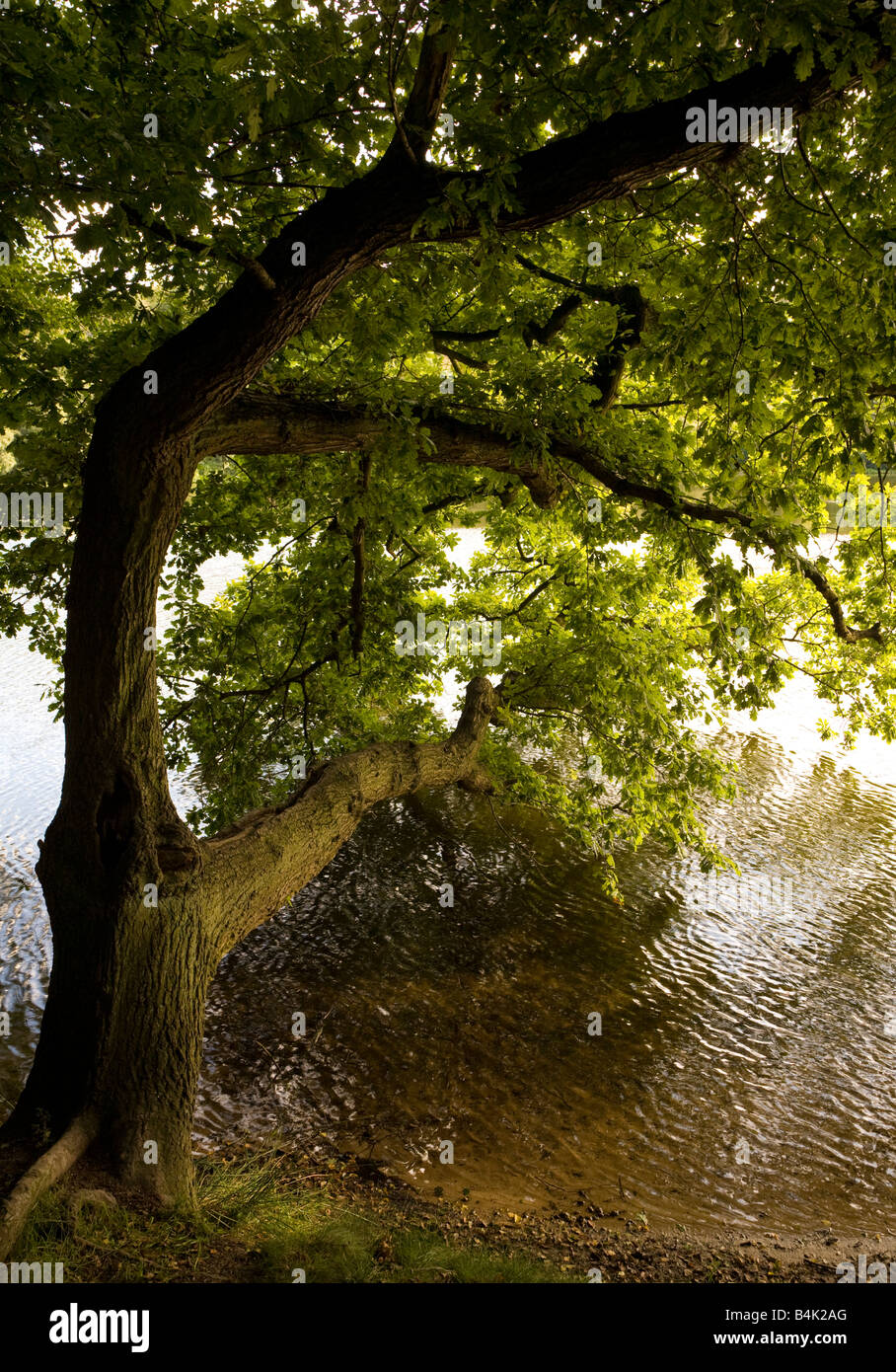 Overhanging tree hi-res stock photography and images - Alamy