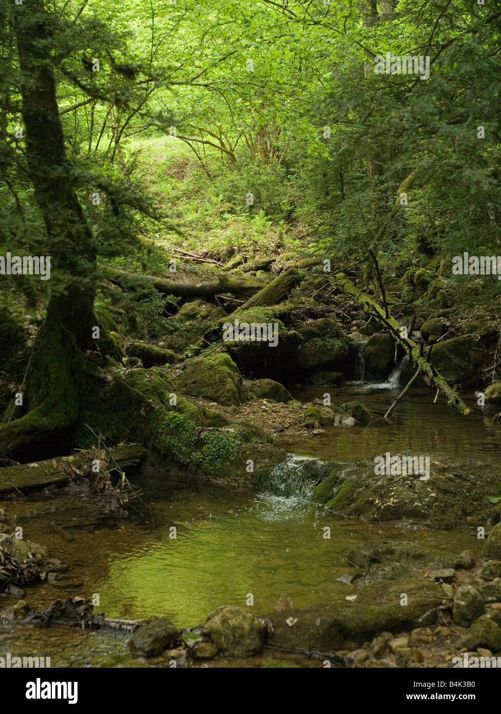 A forest brook Stock Photo - Alamy