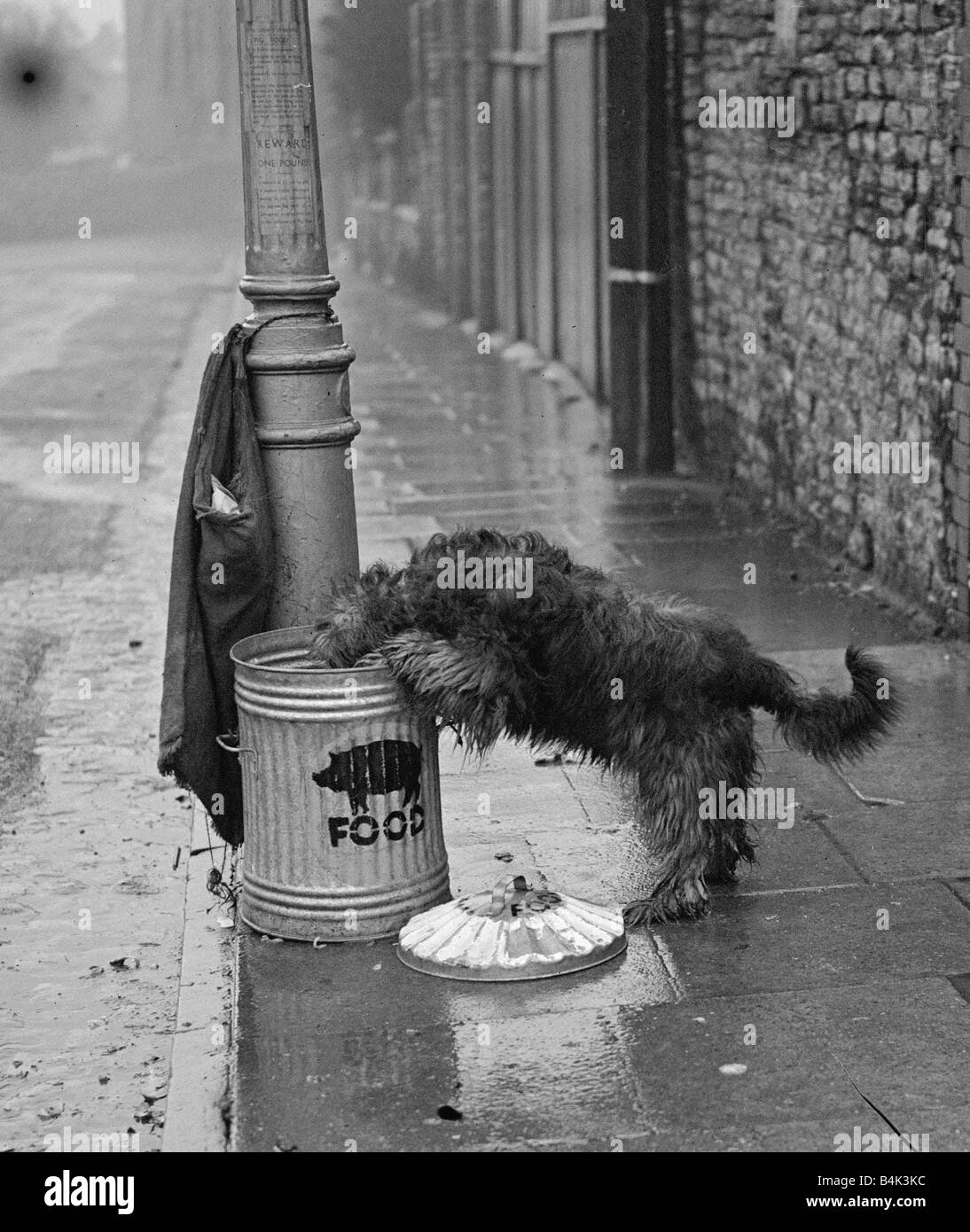 Dog carrying pig food to pig bin Stock Photo - Alamy