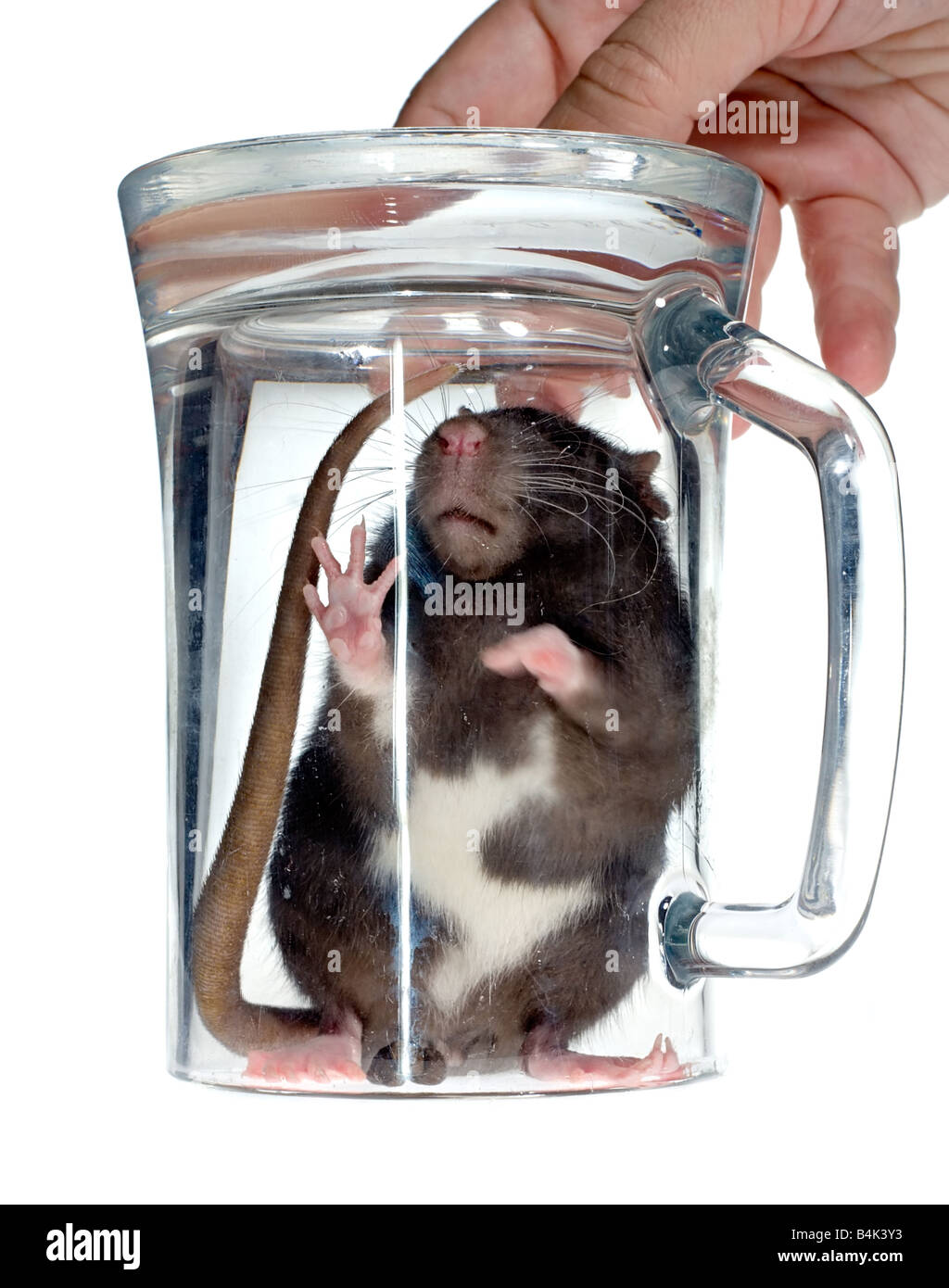 frightened rat inside overturned beer glass Stock Photo - Alamy