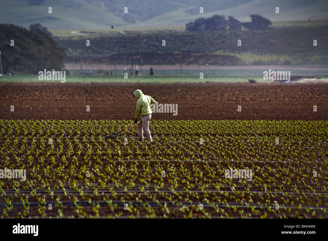 Using a hoe an agricultural field worker tends rows of newly planted ...