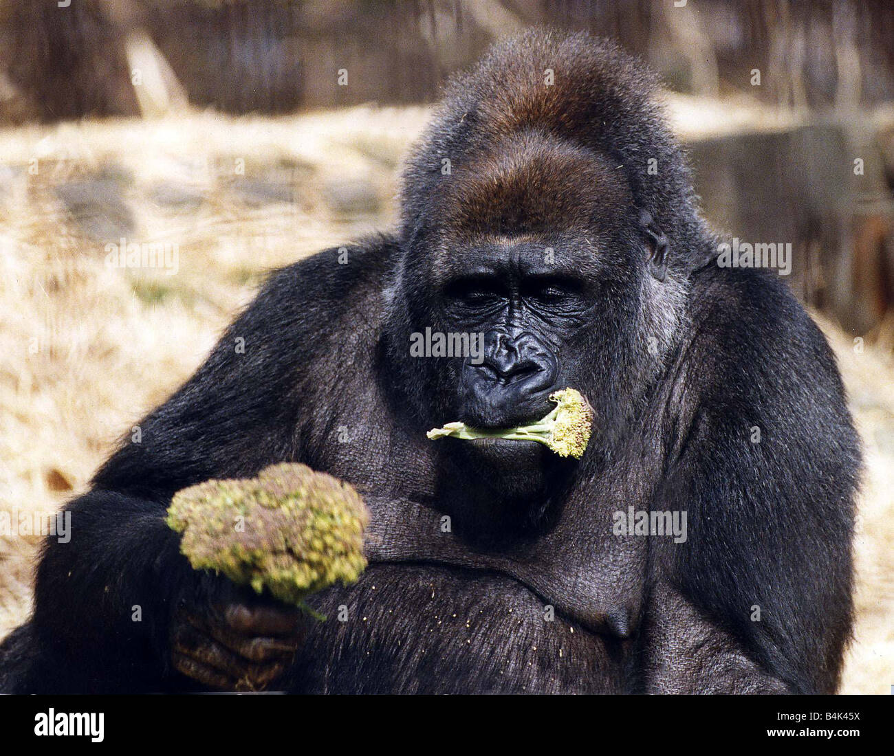 Animals Gorilla Eating circa 1993 Stock Photo - Alamy