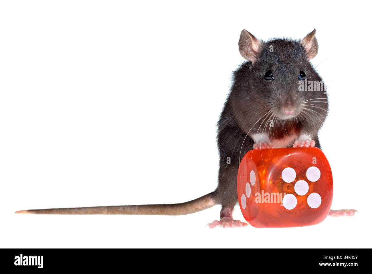 funny rat with red dice in paws Stock Photo - Alamy