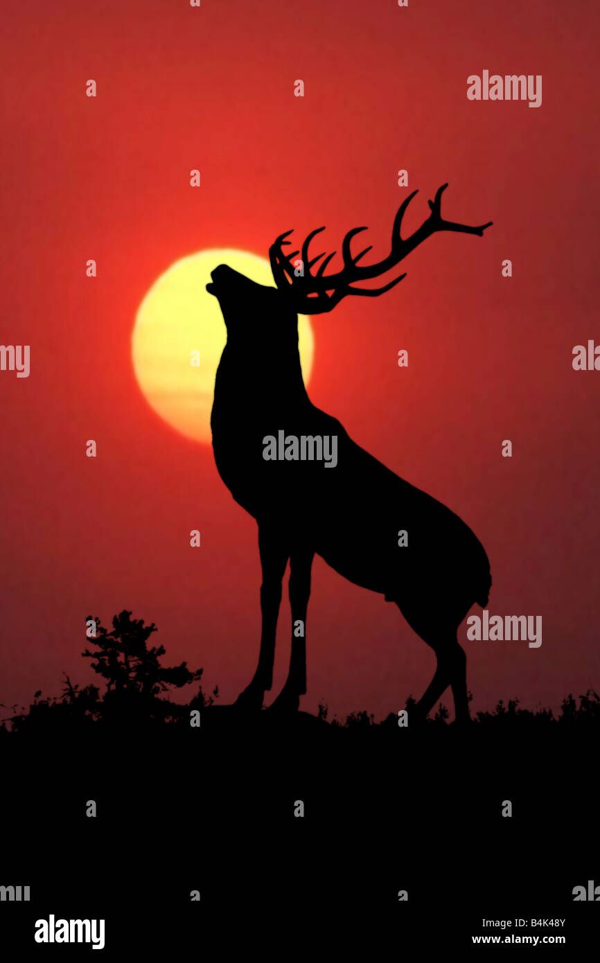 Wandering elk hi-res stock photography and images - Alamy