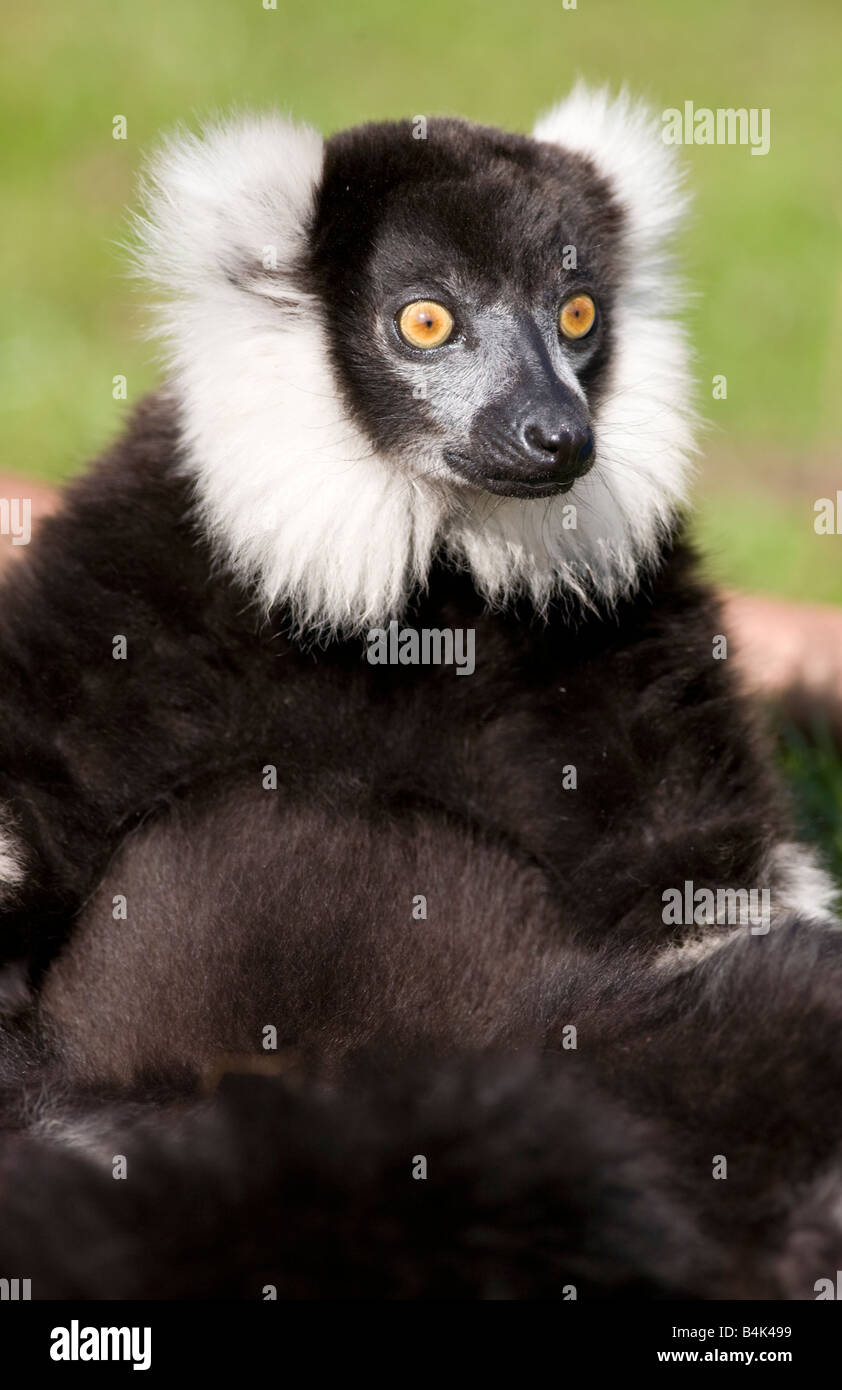 Black White Ruffed Lemur Stock Photo - Alamy