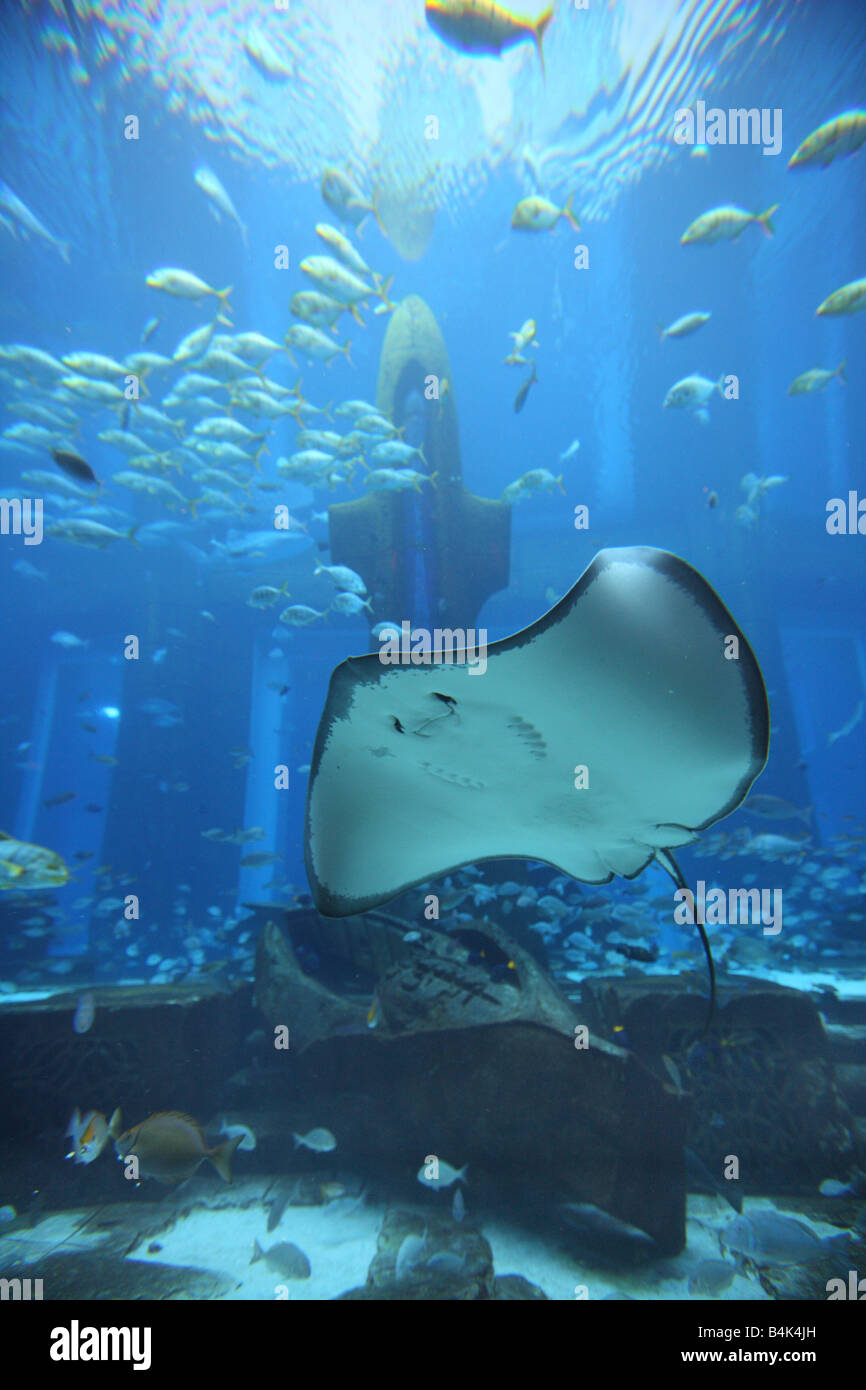 View from East Tower Lobby in the Ambassador Lagoon, 11-Million liter ...