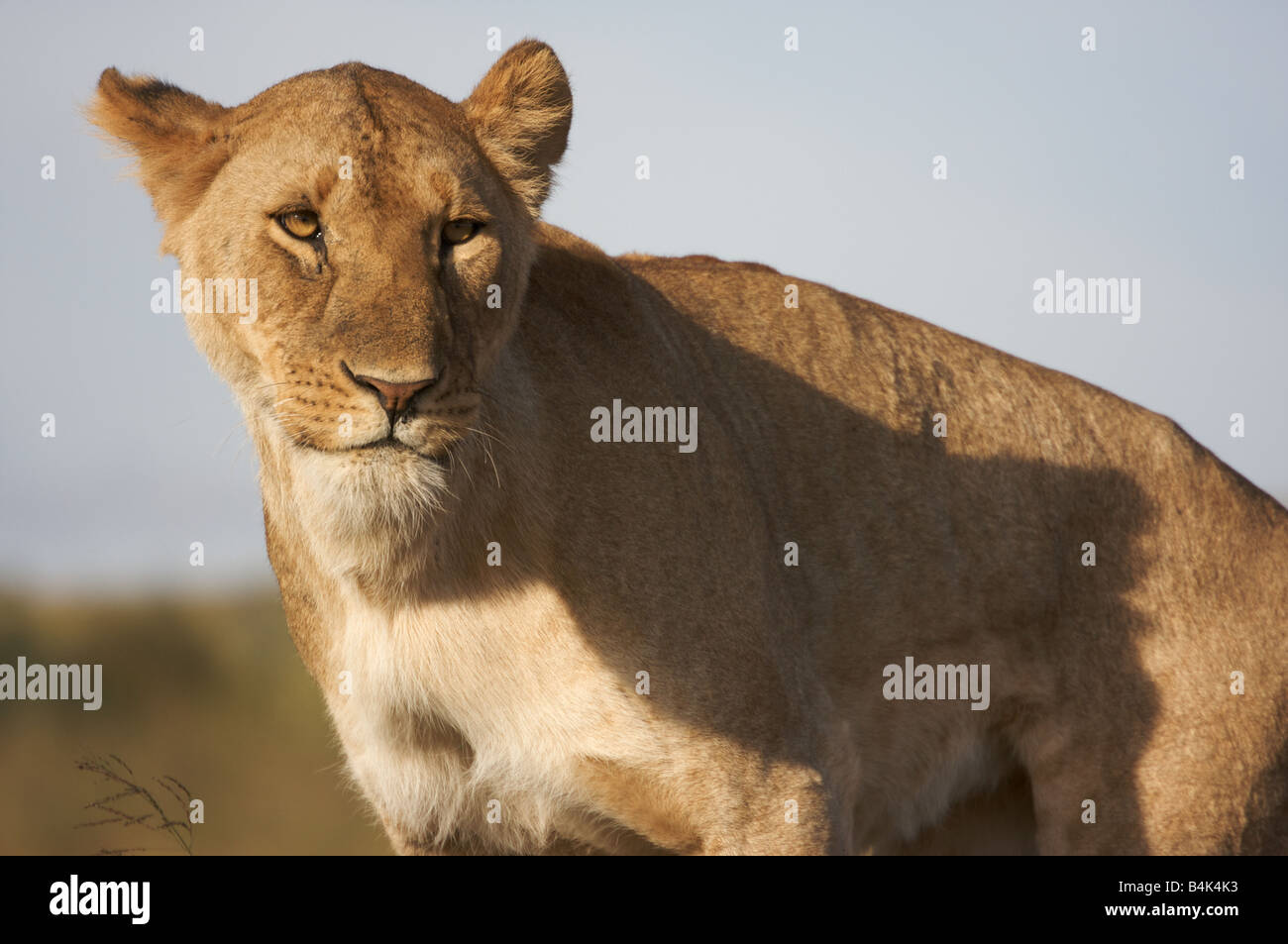 Lioness front view east africa hi-res stock photography and images - Alamy
