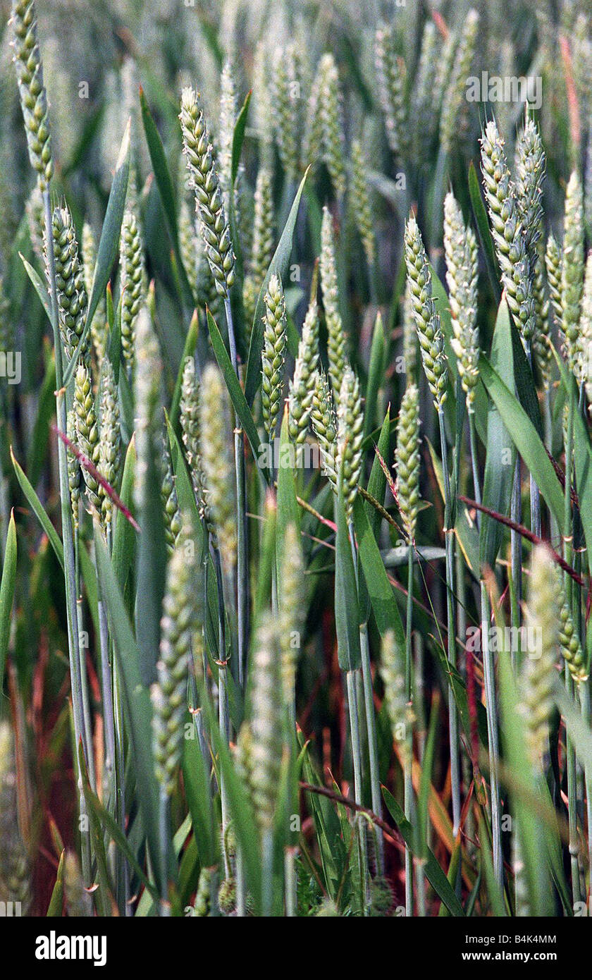 Food Corn Green Corn Stock Photo - Alamy