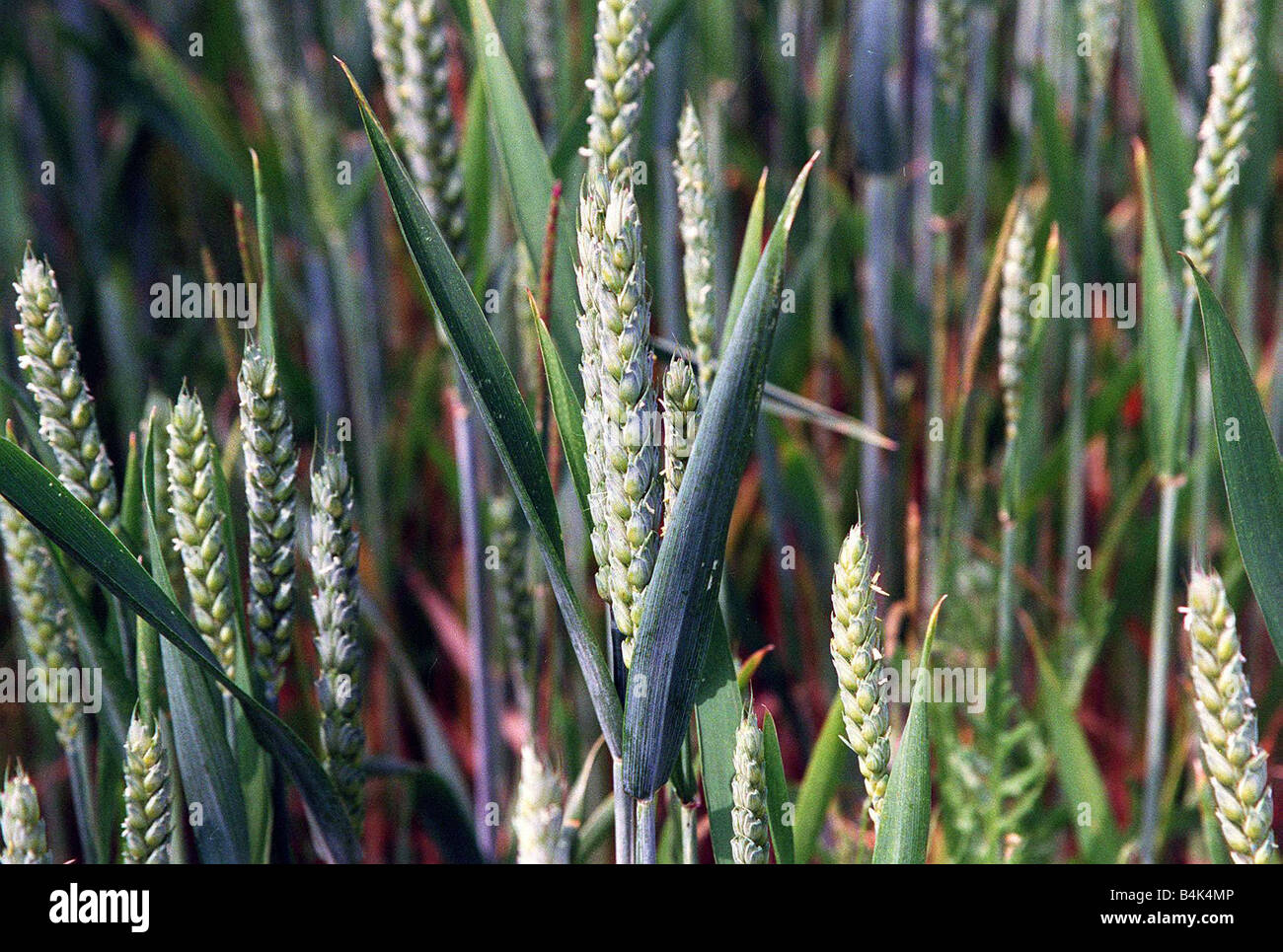 Food Corn Green Corn Stock Photo - Alamy
