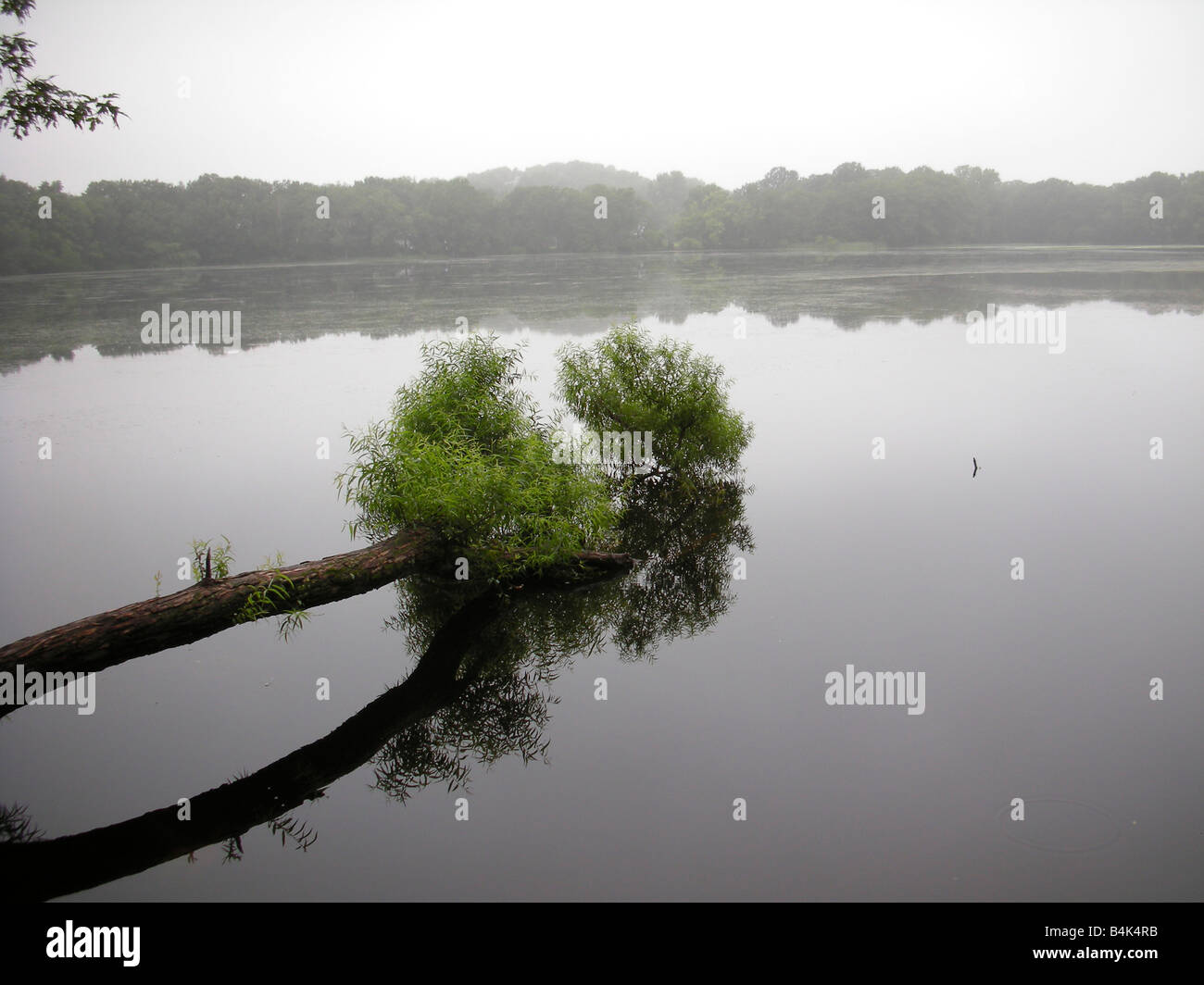 Fallen Tree - Arlington Reservoir, Arlington, MA Stock Photo - Alamy