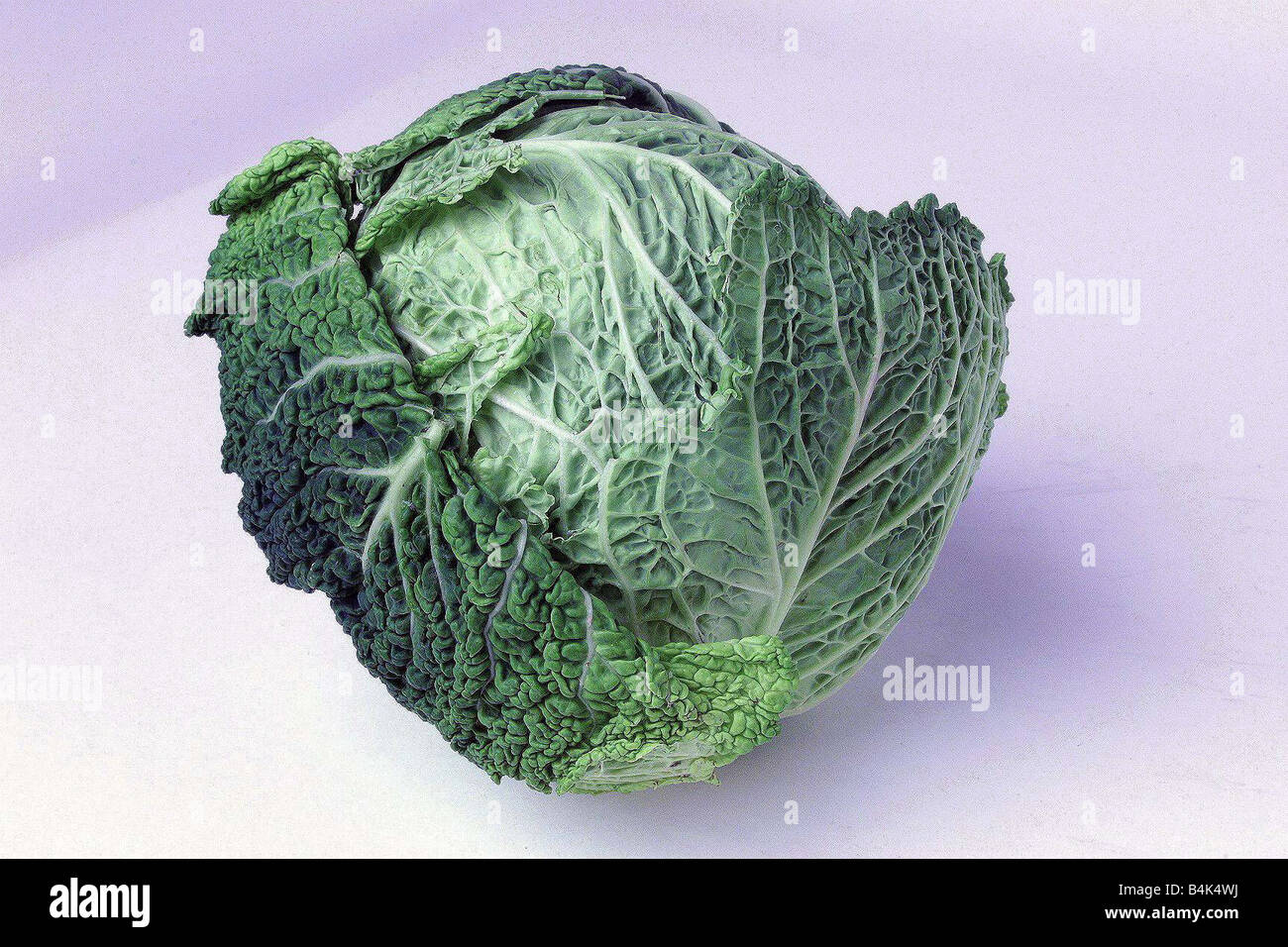 Large cabbage head hi-res stock photography and images - Alamy