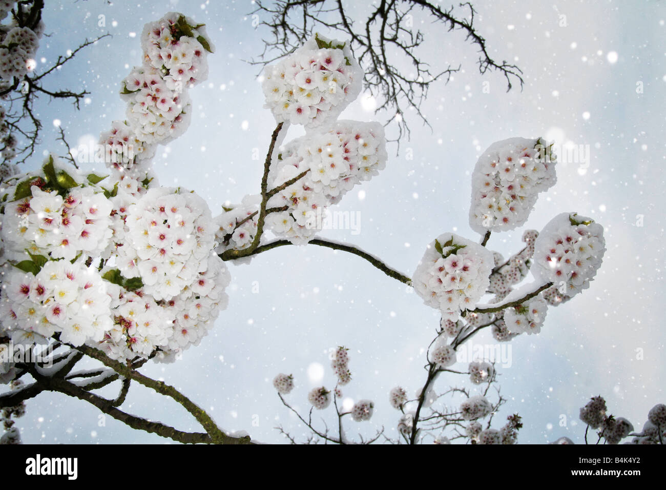 blossom in the snow Stock Photo - Alamy