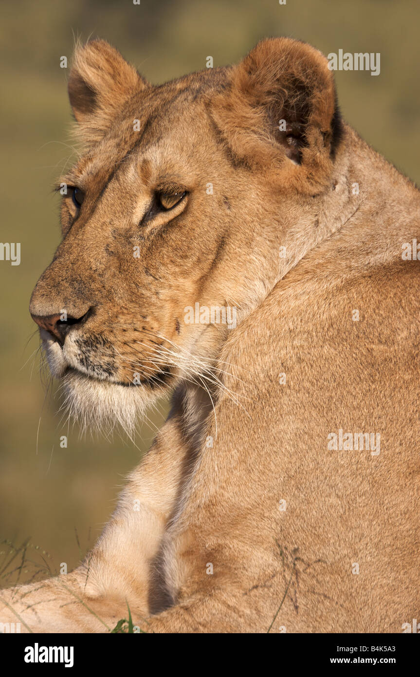 Lioness sitting side view hi-res stock photography and images - Alamy