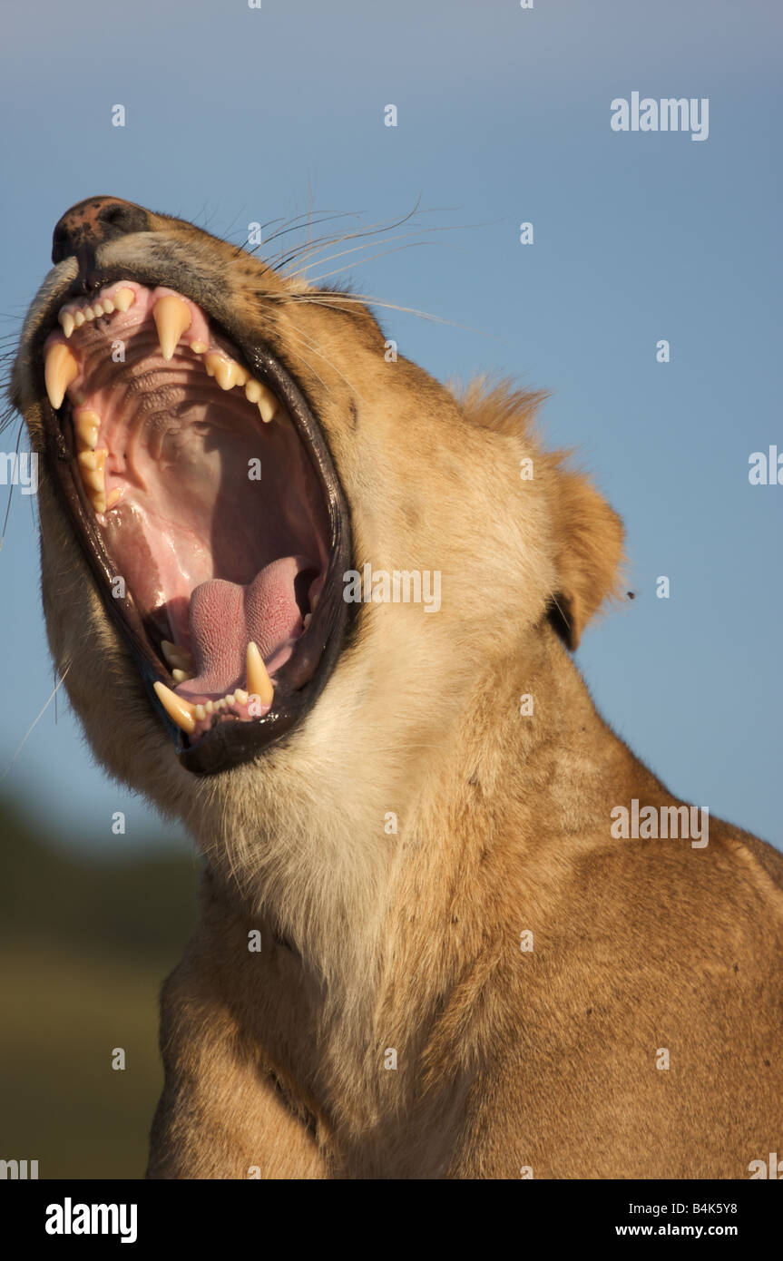 Female lion growling with mouth open, Masai Mara, Kenya, East Africa ...