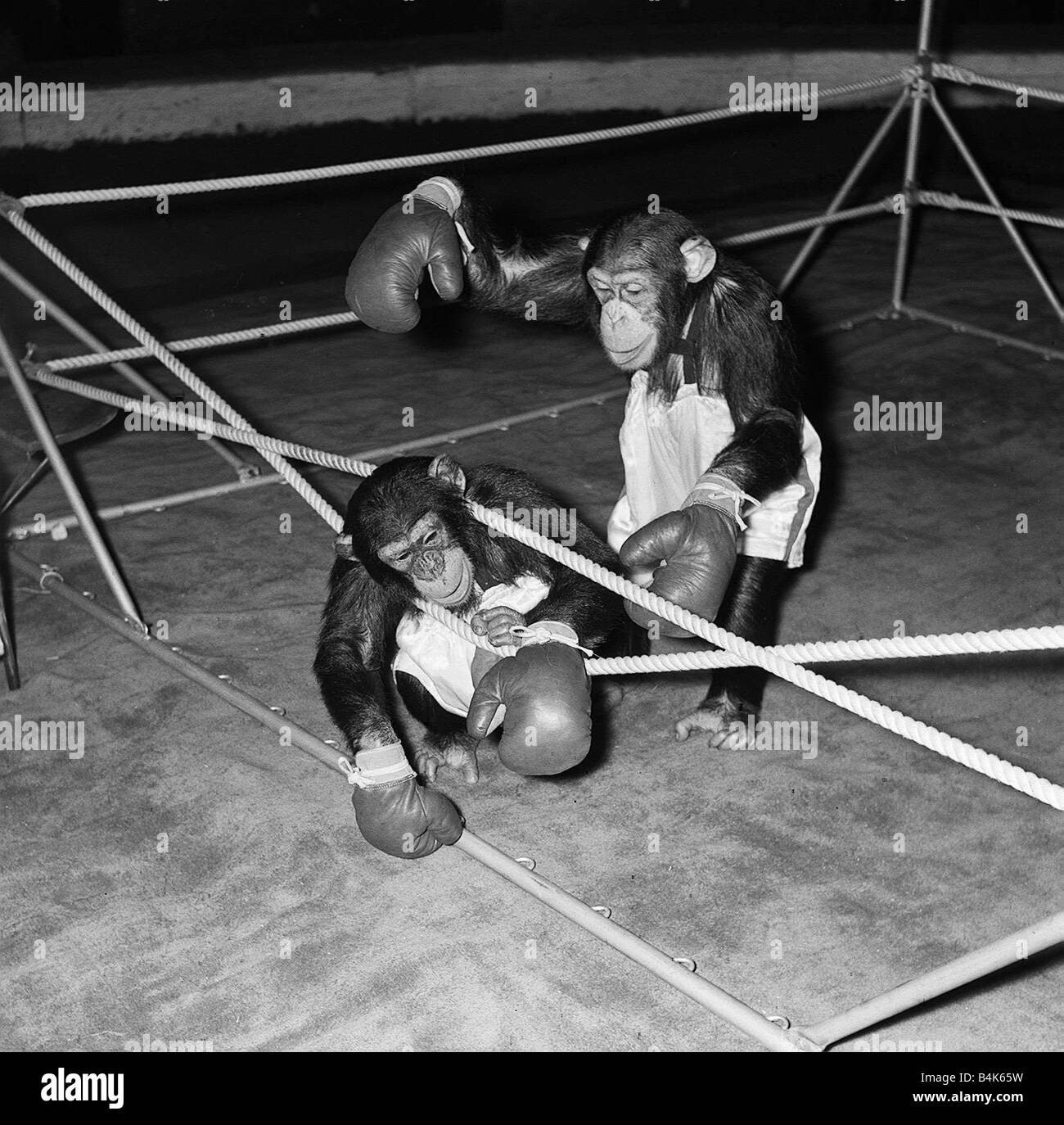Chimps boxing match at Bertram Mills Circus 1955 aniimals unusual Stock ...