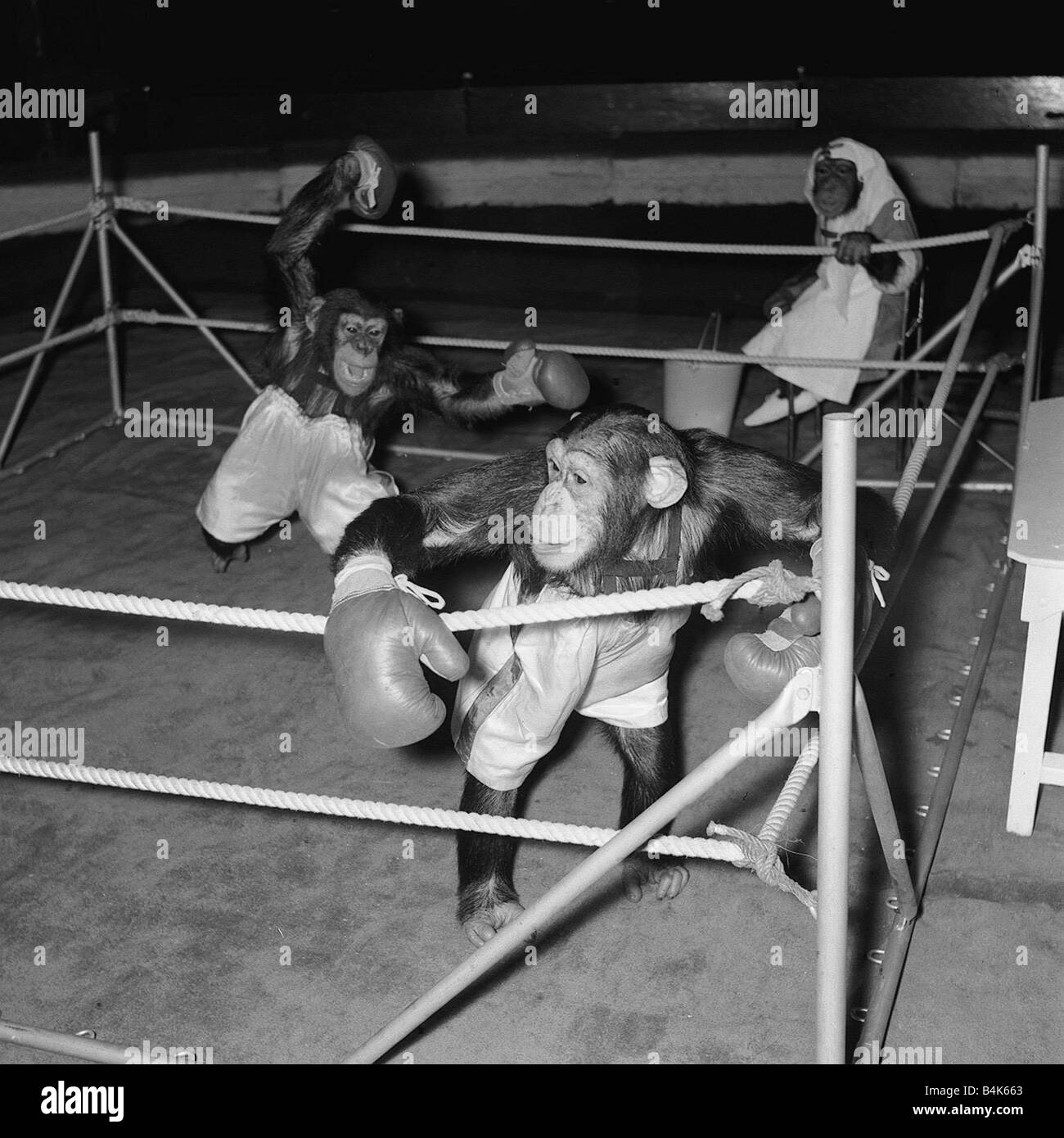 Chimps boxing match at Bertram Mills Circus 1955 aniimals unusual Stock ...