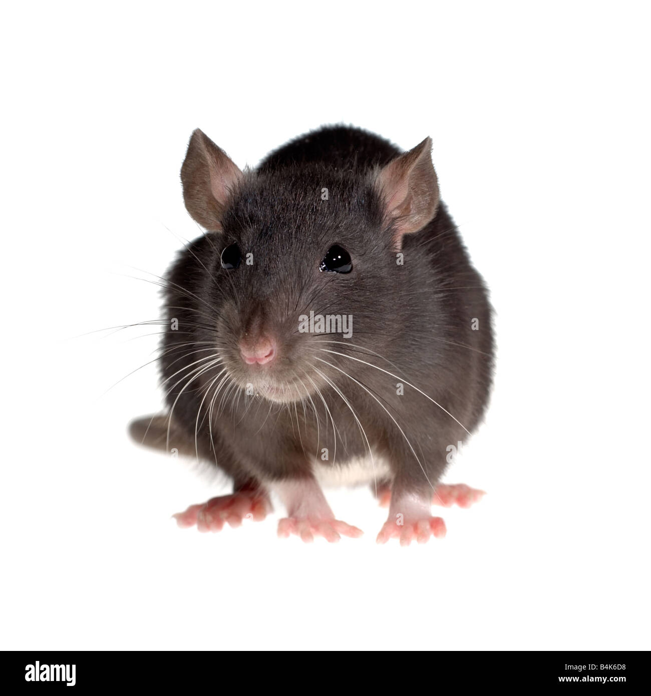 Pet rat Cut Out Stock Images & Pictures - Alamy