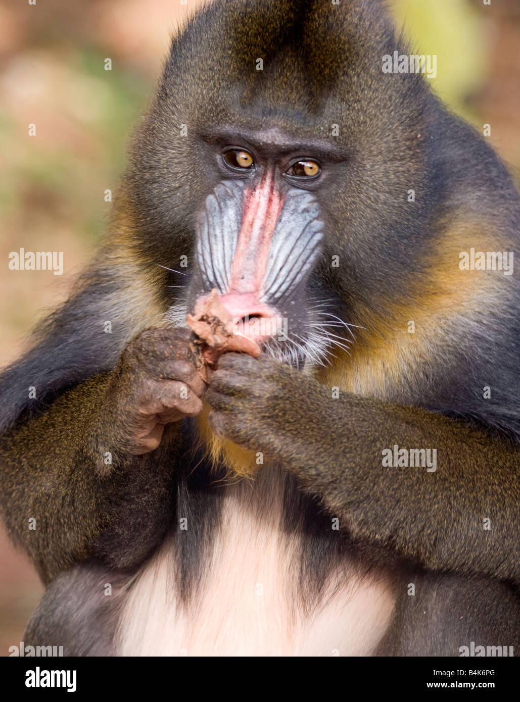 Mandrillus sphinx eat hi-res stock photography and images - Alamy