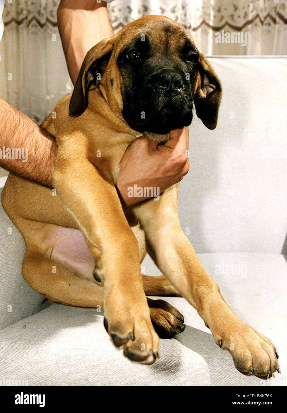 Bandog hi-res stock photography and images - Alamy
