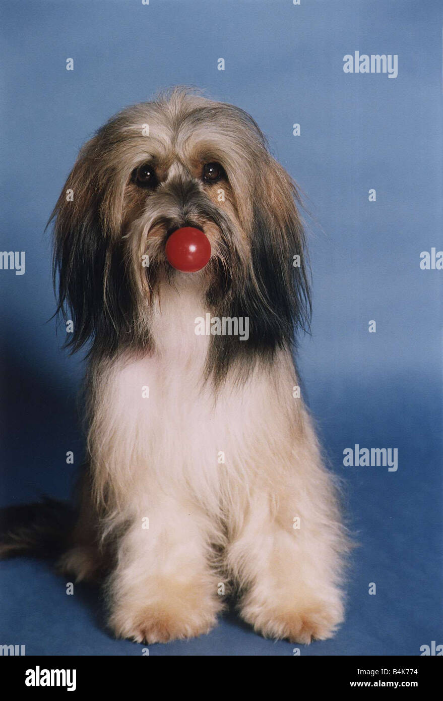Animals Dogs Pippin TV Commercial star supporting Comic Relief Red Nose ...