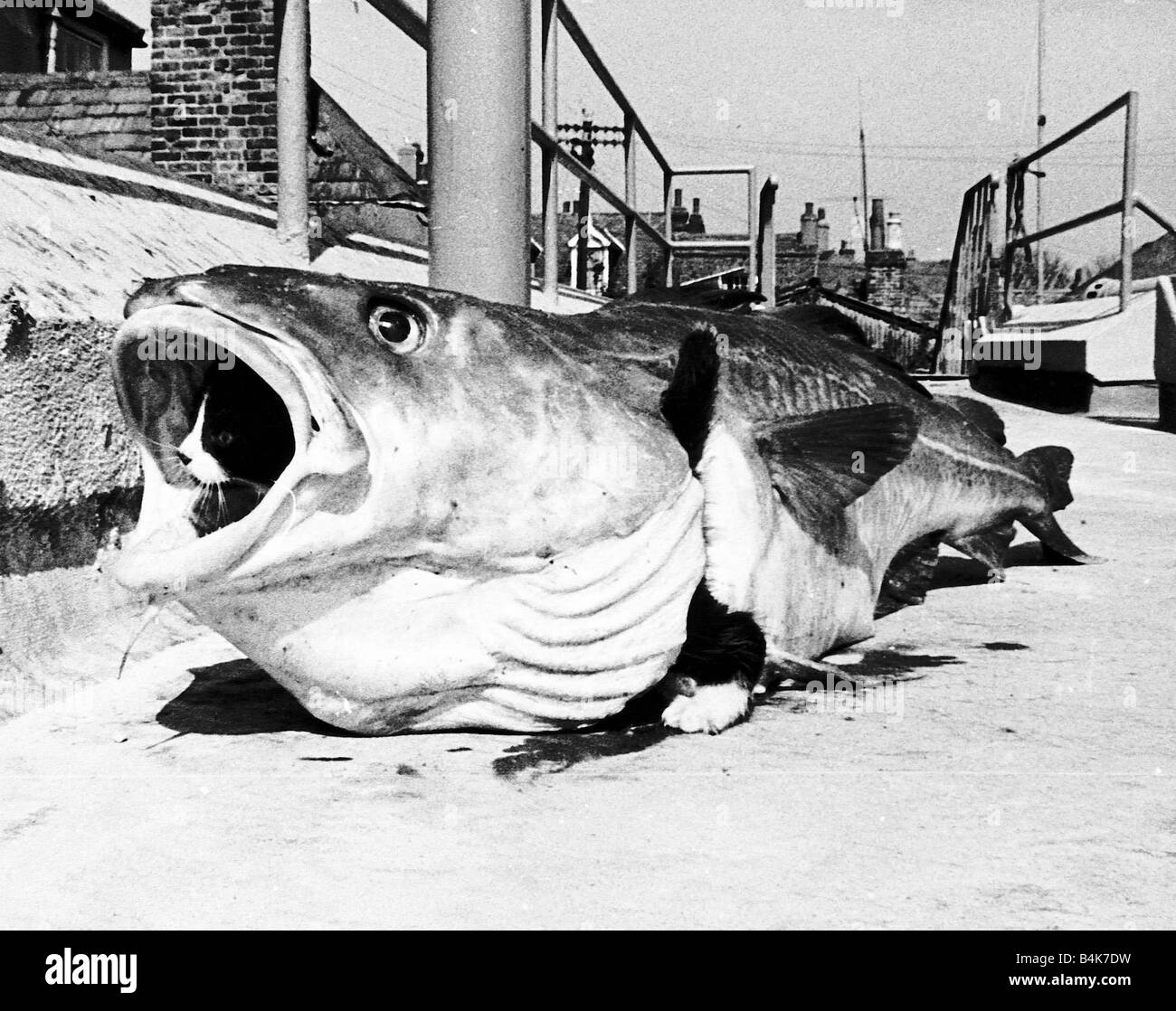 Tiddles Kitten Cat Kittens are by nature curious creatures And this one ...