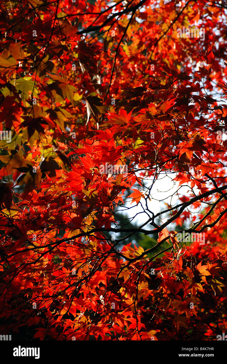 Bright red autumnal Maple tree leaves glowing in the Sunshine Stock ...