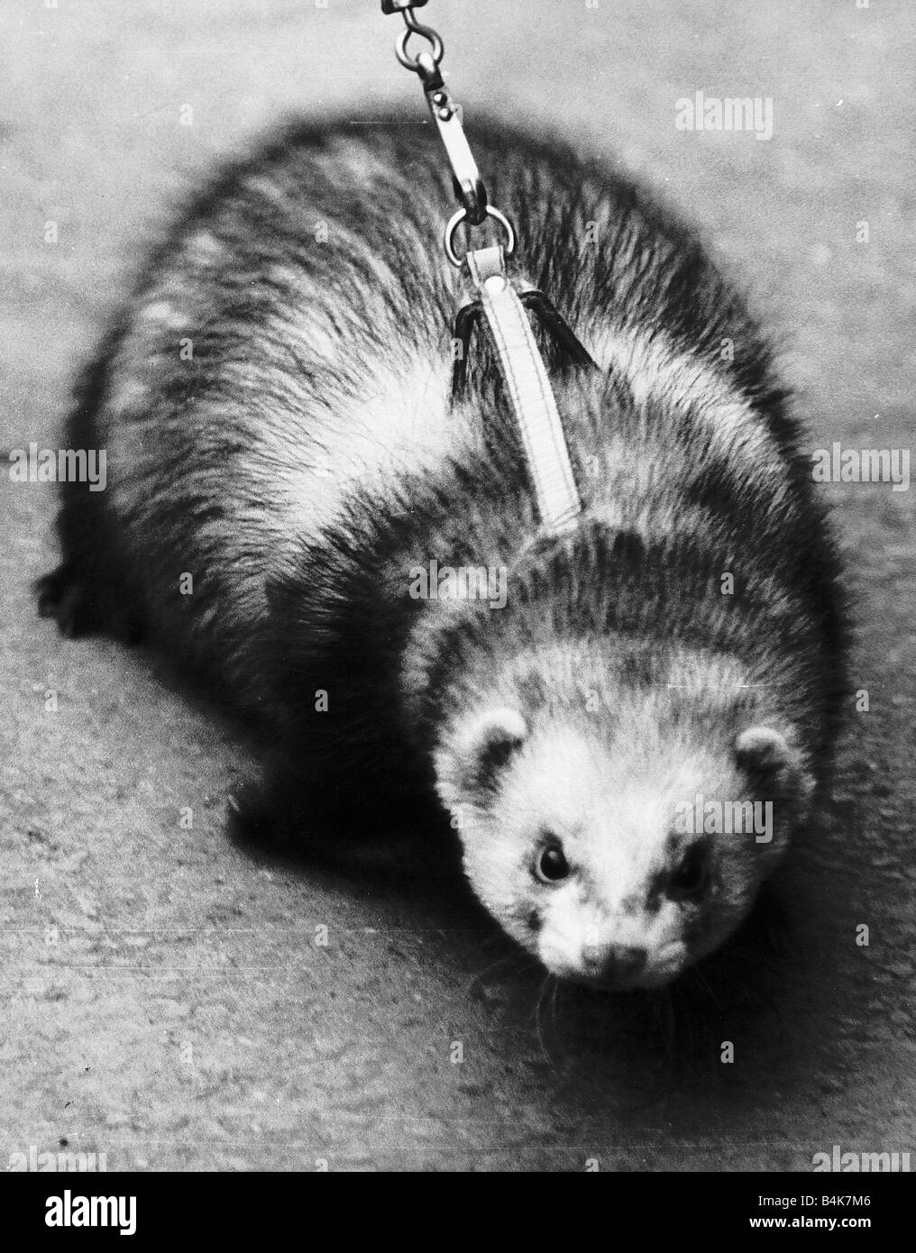 Pole cat hi-res stock photography and images - Alamy