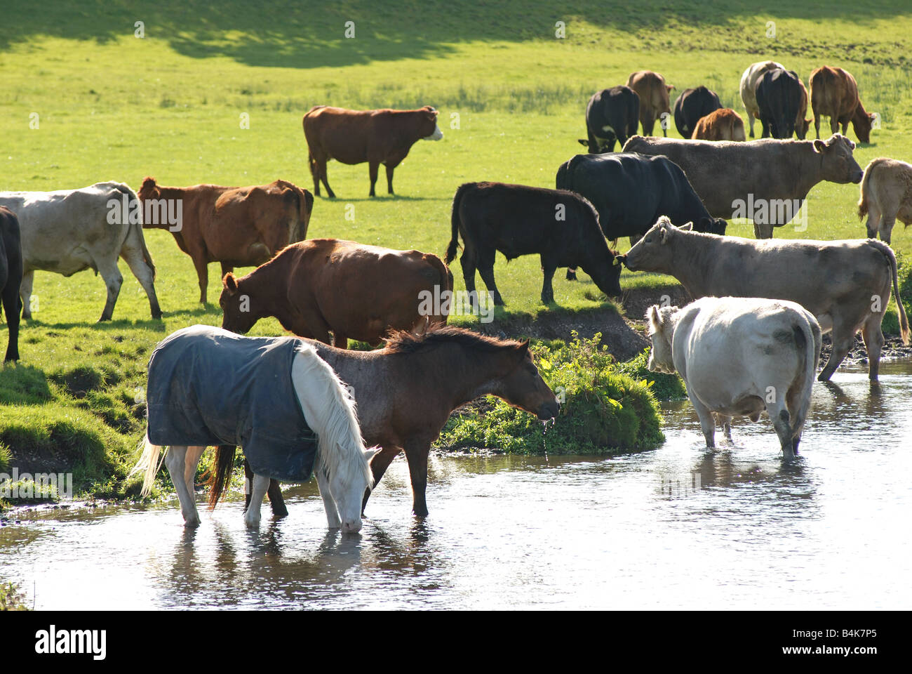 Cattle drinking river hi-res stock photography and images - Alamy