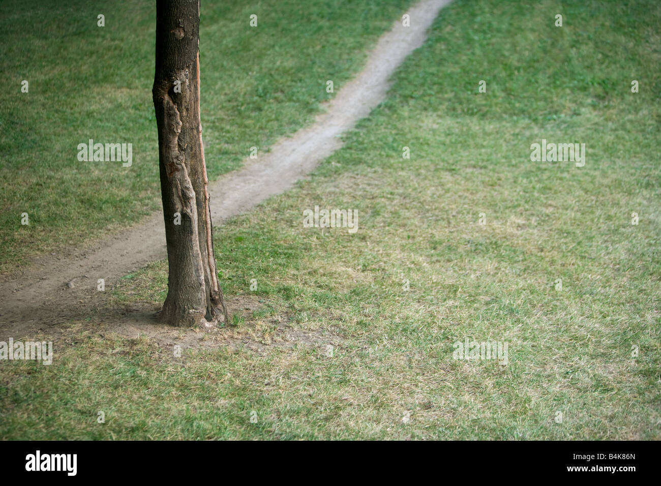 Single tree beside a field path hi-res stock photography and images - Alamy