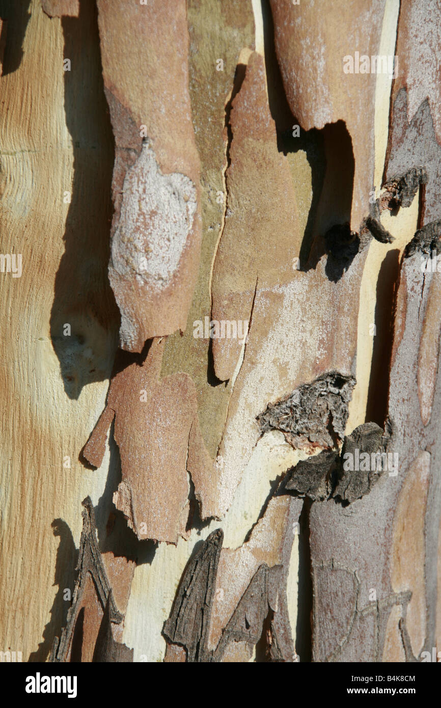 close up detail of peeling flaking tree bark Stock Photo - Alamy