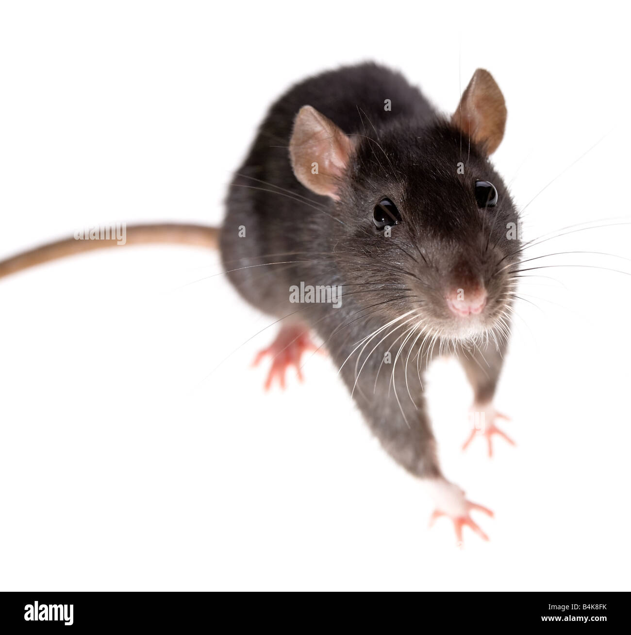 Funny mouse animal Cut Out Stock Images & Pictures - Alamy