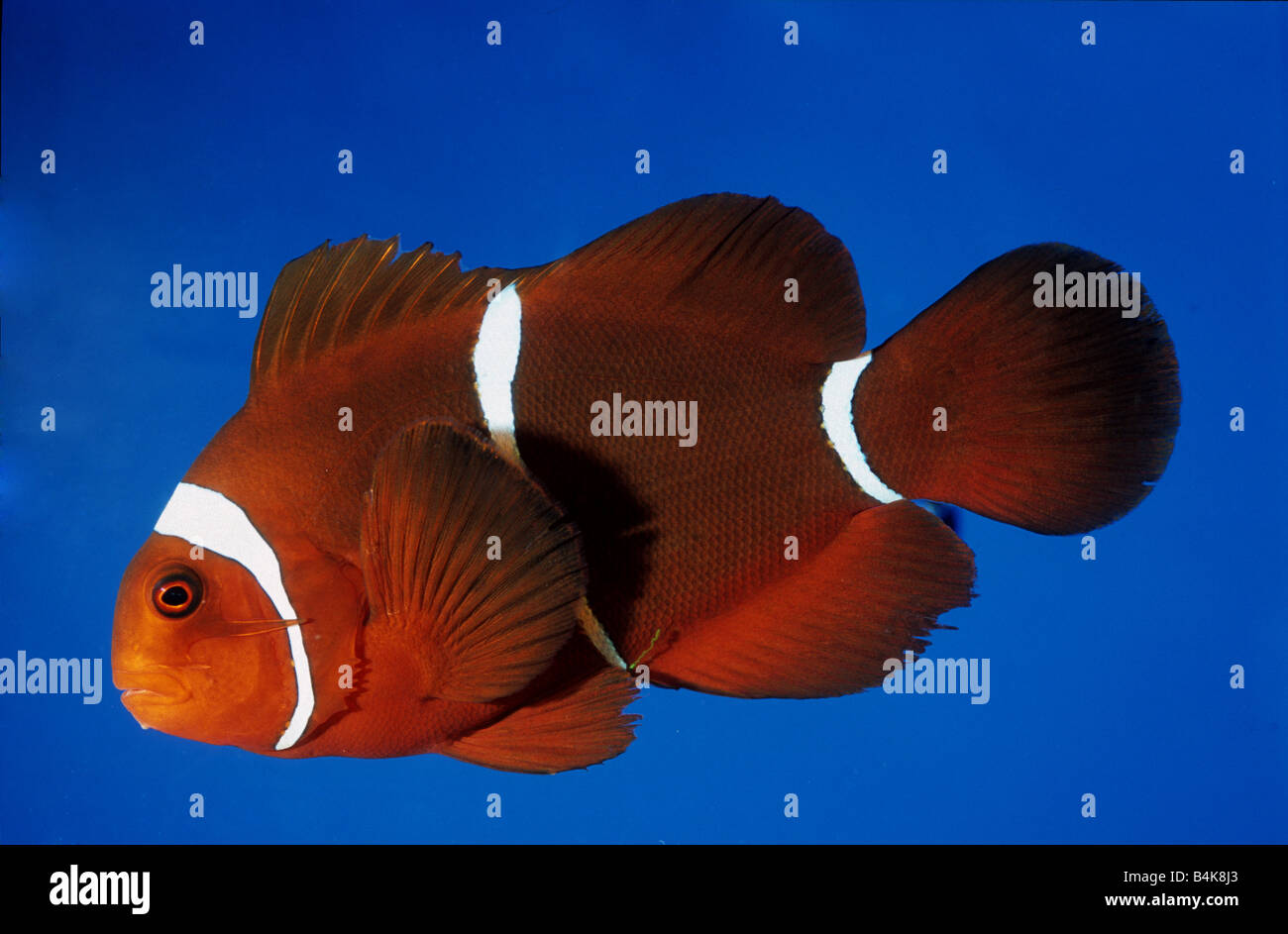 Potato Clownfish Premnas biaculeatus, Pomacentridae Stock Photo - Alamy