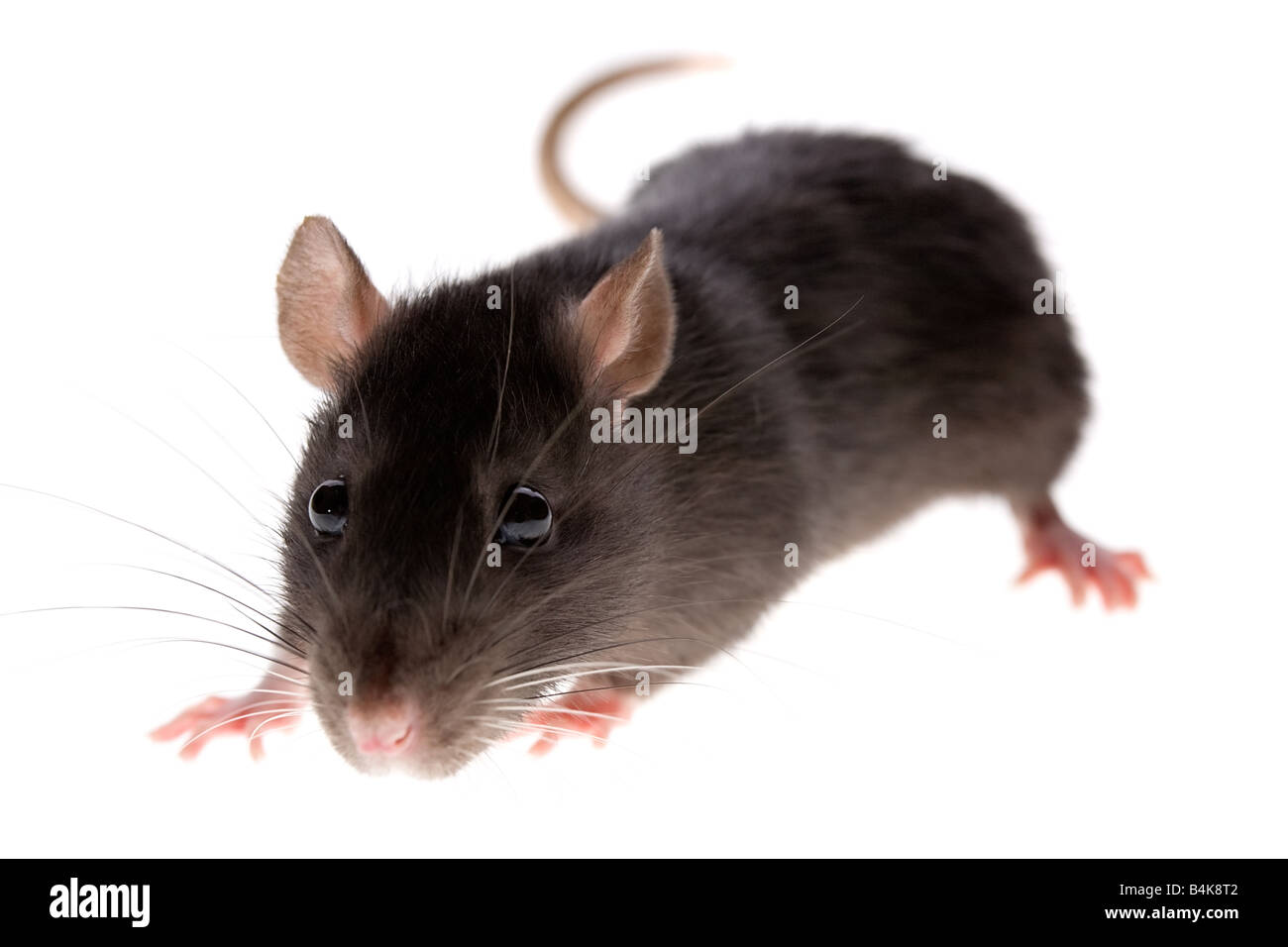 Funny rat Cut Out Stock Images & Pictures - Alamy
