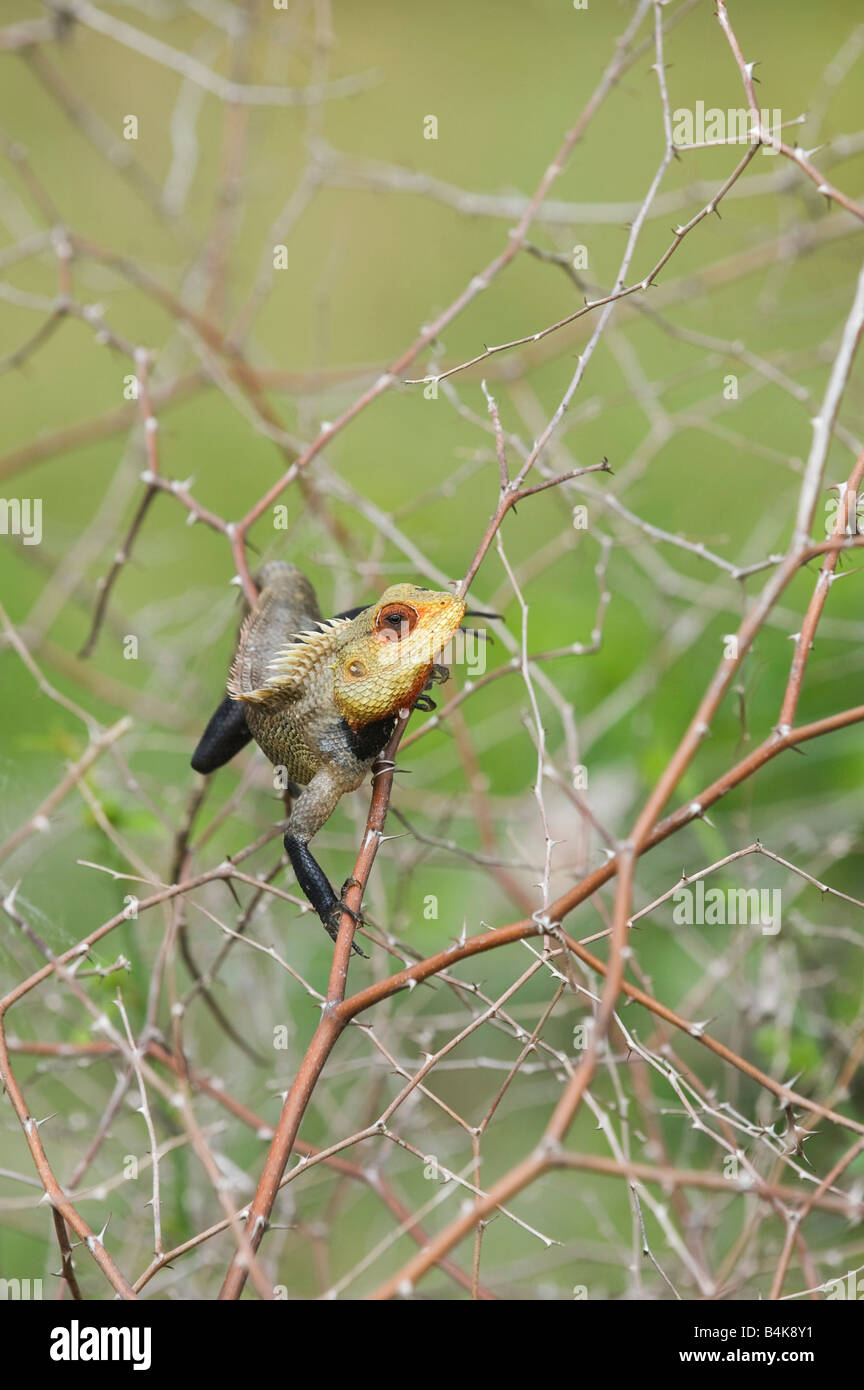 Indian lizard in a bush hi-res stock photography and images - Alamy