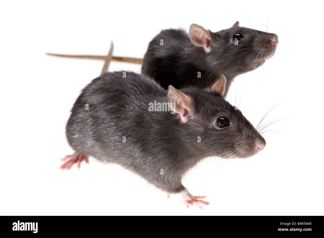 Funny rat Cut Out Stock Images & Pictures - Alamy