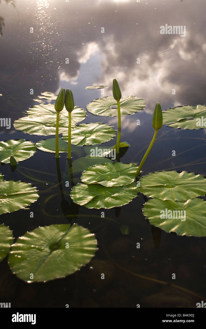 Australian native water lilies Stock Photo - Alamy